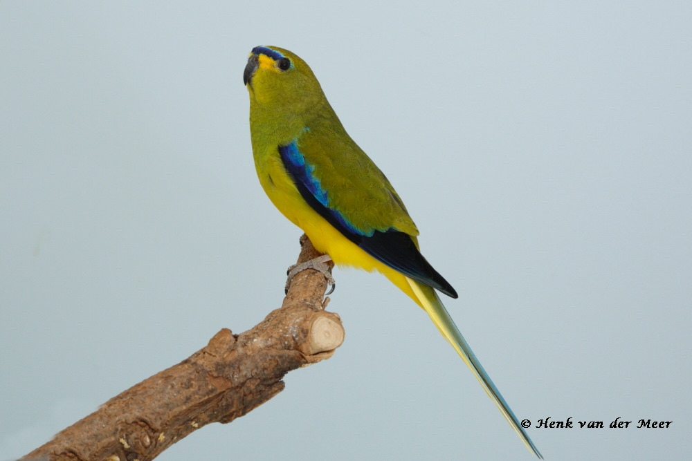 Parkieten Speciaal Club