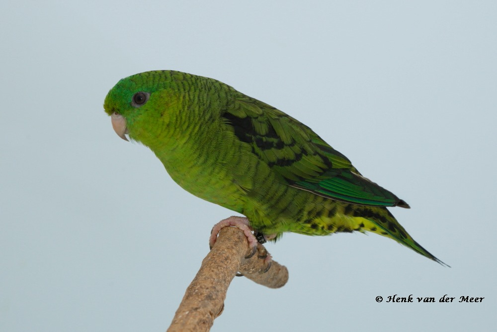 Parkieten Speciaal Club