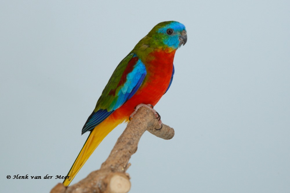 Parkieten Speciaal Club