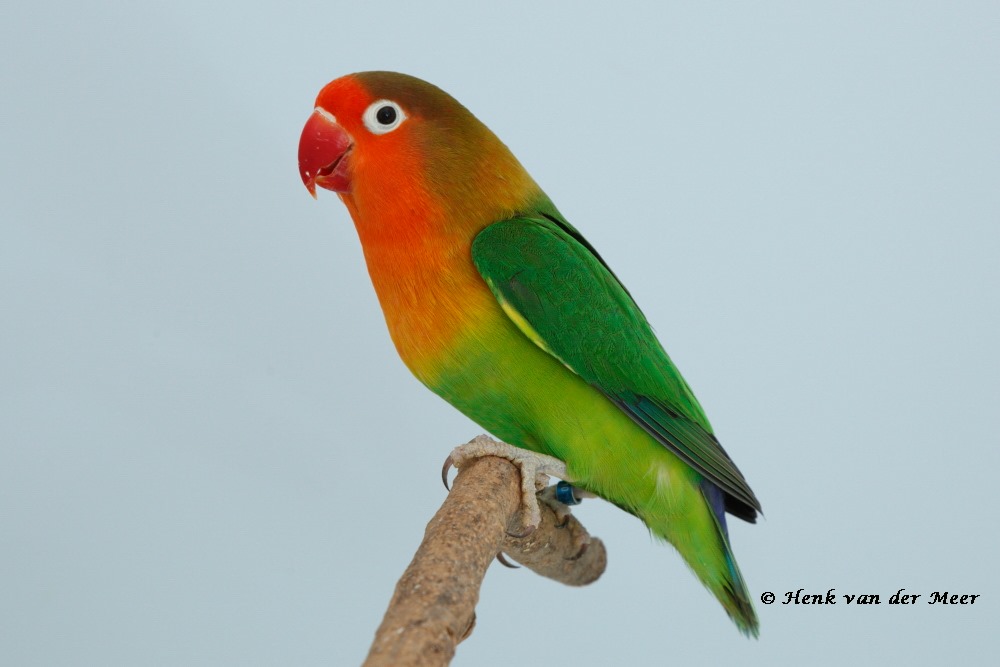 Parkieten Speciaal Club