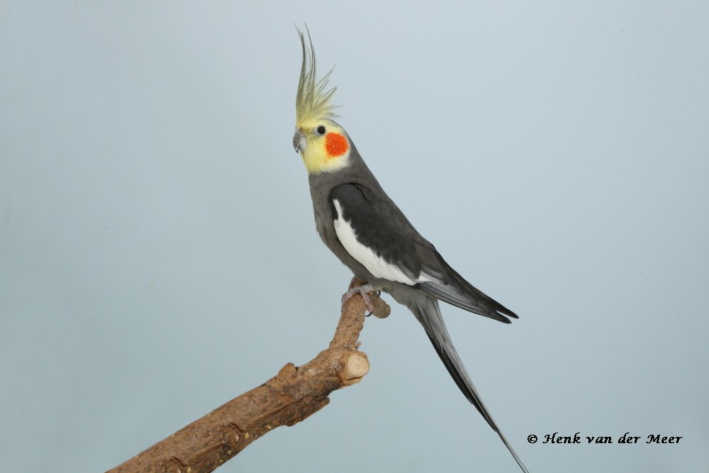 Parkieten Speciaal Club