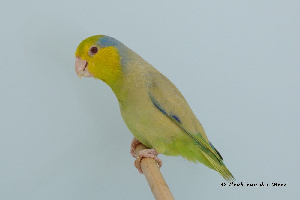 Parkieten Speciaal Club