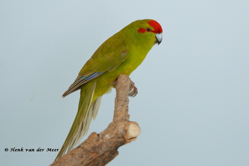 Parkieten Speciaal Club